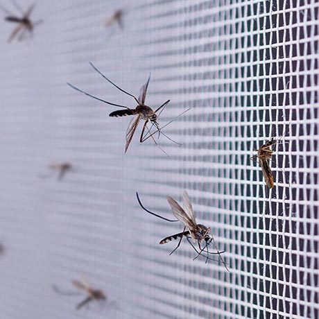 Malaria Guide • Symptome, Vorbeugung & Behandlung • euroClinix®