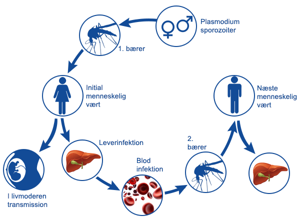 Malaria • Læs om smitte, symptomer, forebyggelse & behandling • euroClinix®