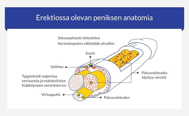 Erektiohäiriö • Tietoa ja Erektiolääkkeet euroClinixilta®