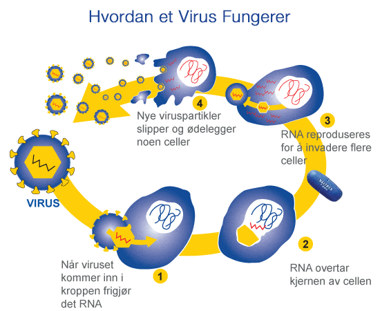 Valtrex - herpesbehandling som virker i løpet av 24 timer